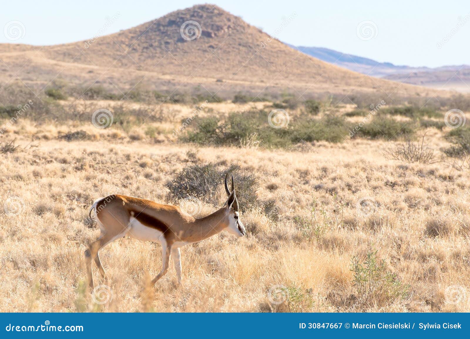 Springbok in Namibia stock image. Image of herbivore - 30847667