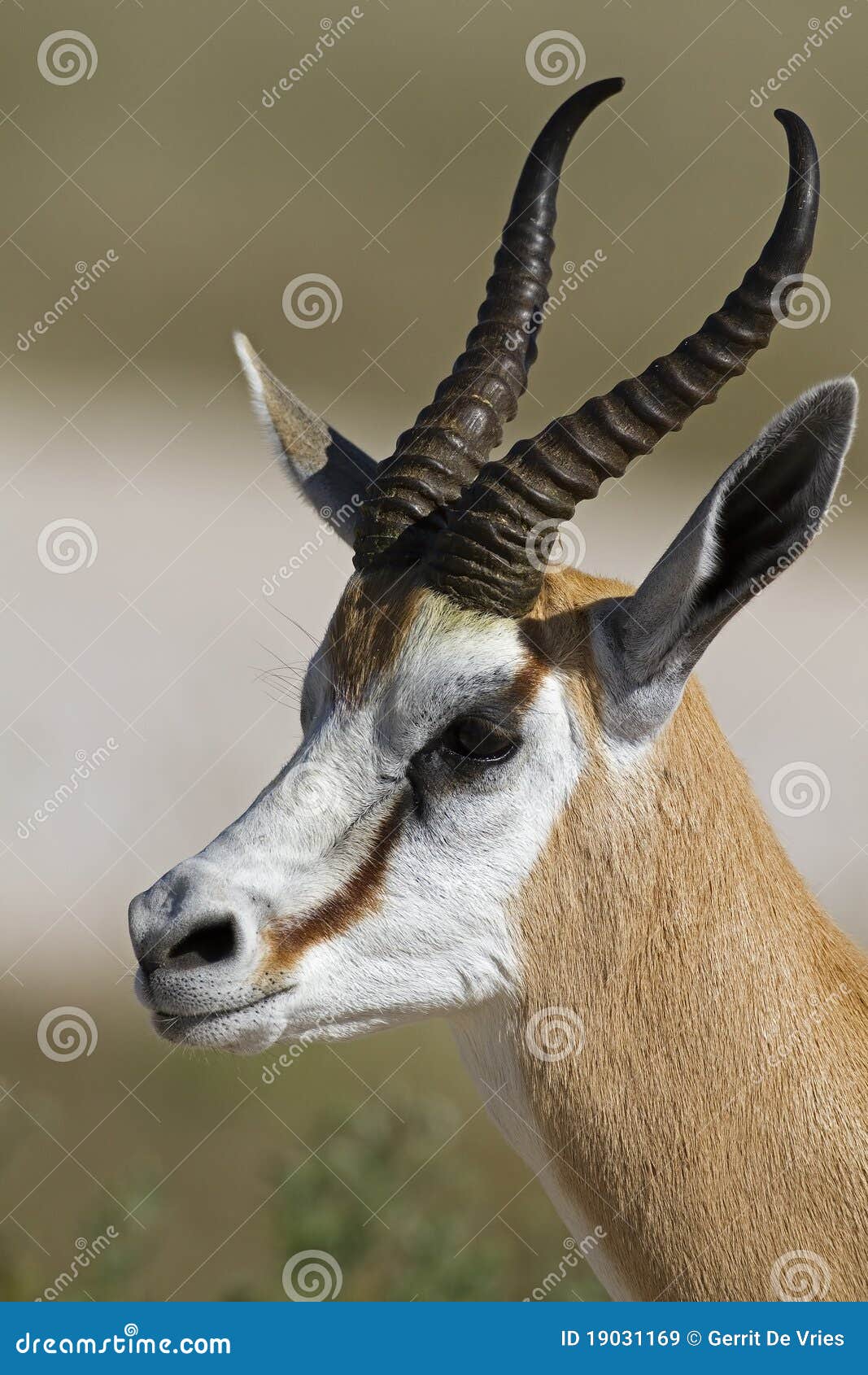 Springbok portrait stock image. Image of wildlife, springbuck - 19031169