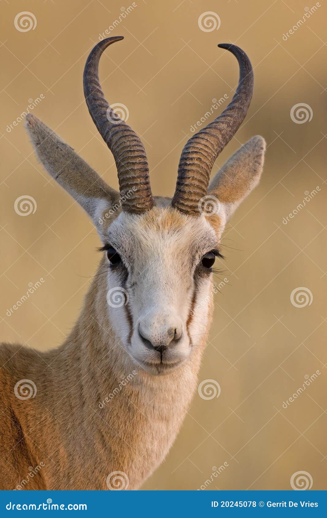 Springbok portrait stock photo. Image of africa, south - 20245078