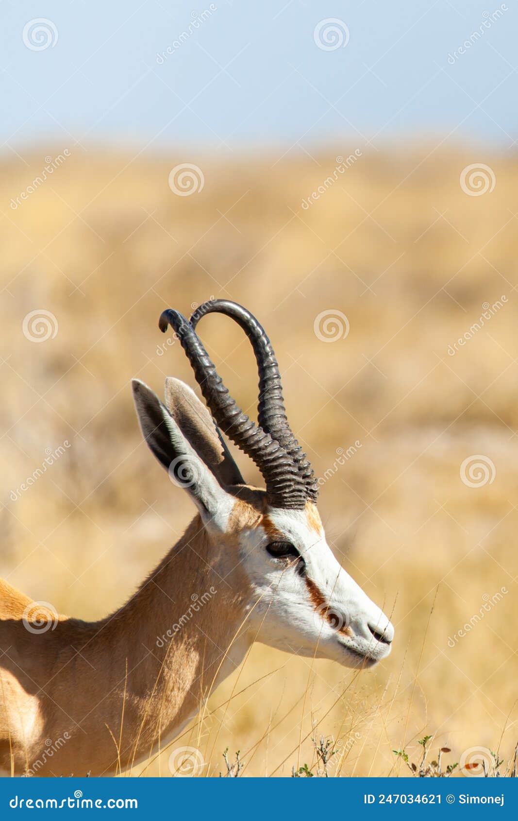 Springbok stock image. Image of bovidae, springbok, wildlife - 247034621