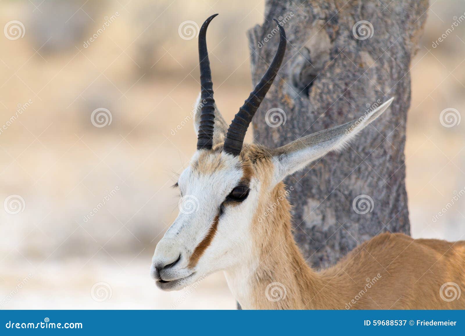 Springbok, portrait stock image. Image of namibia, spotting - 59688537