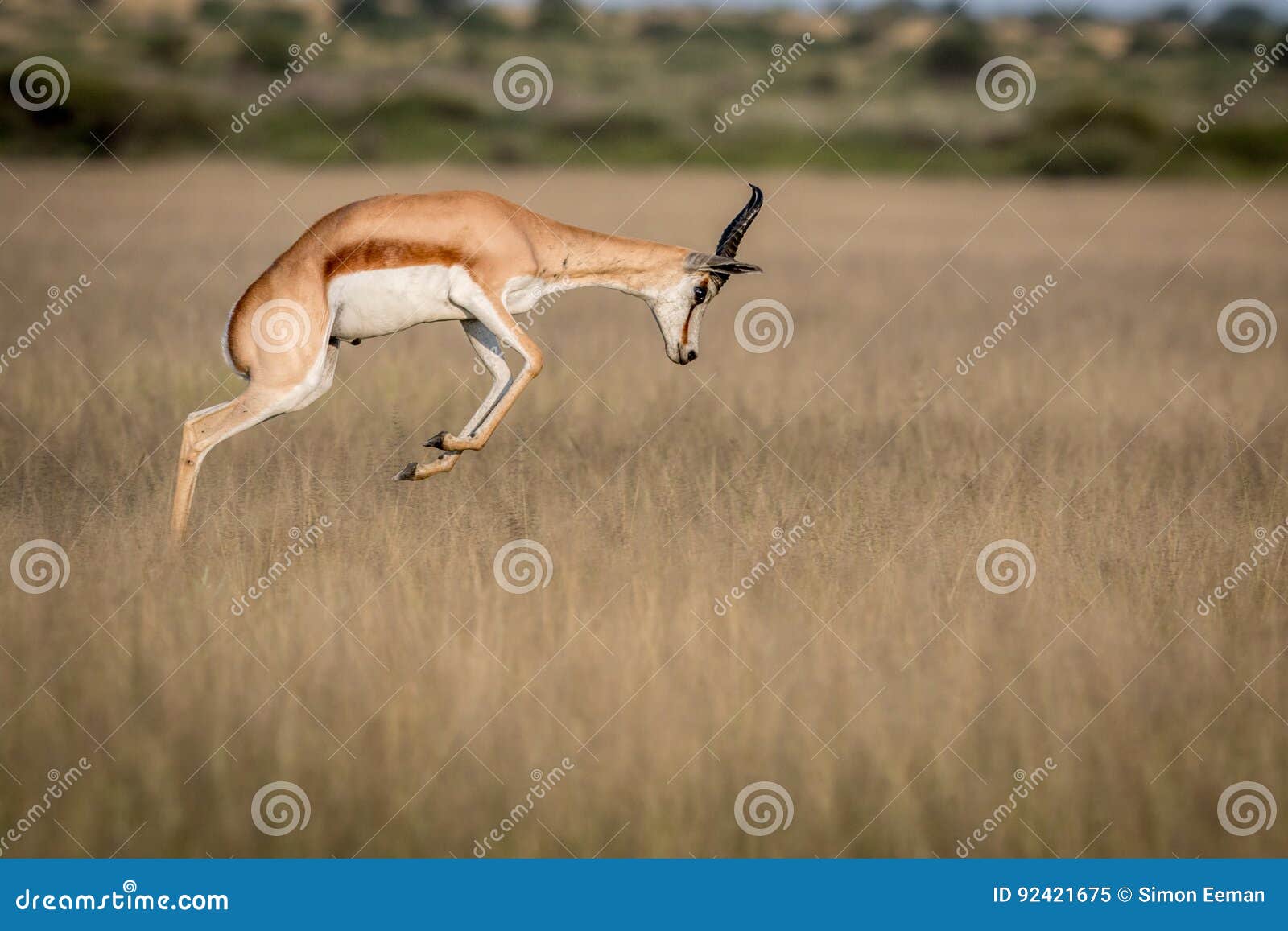 Springbok Pronking in the Central Kalahari. Stock Image - Image of ...