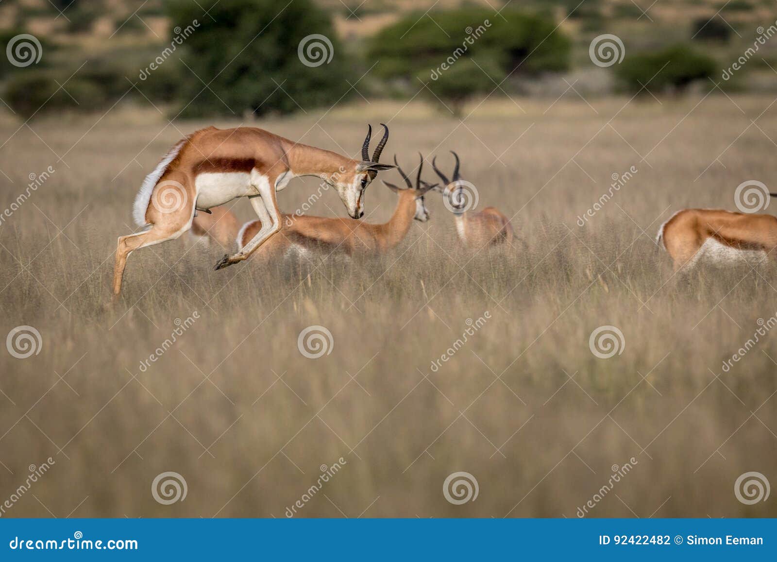 Springbok Pronking in the Central Kalahari. Stock Photo - Image of ...