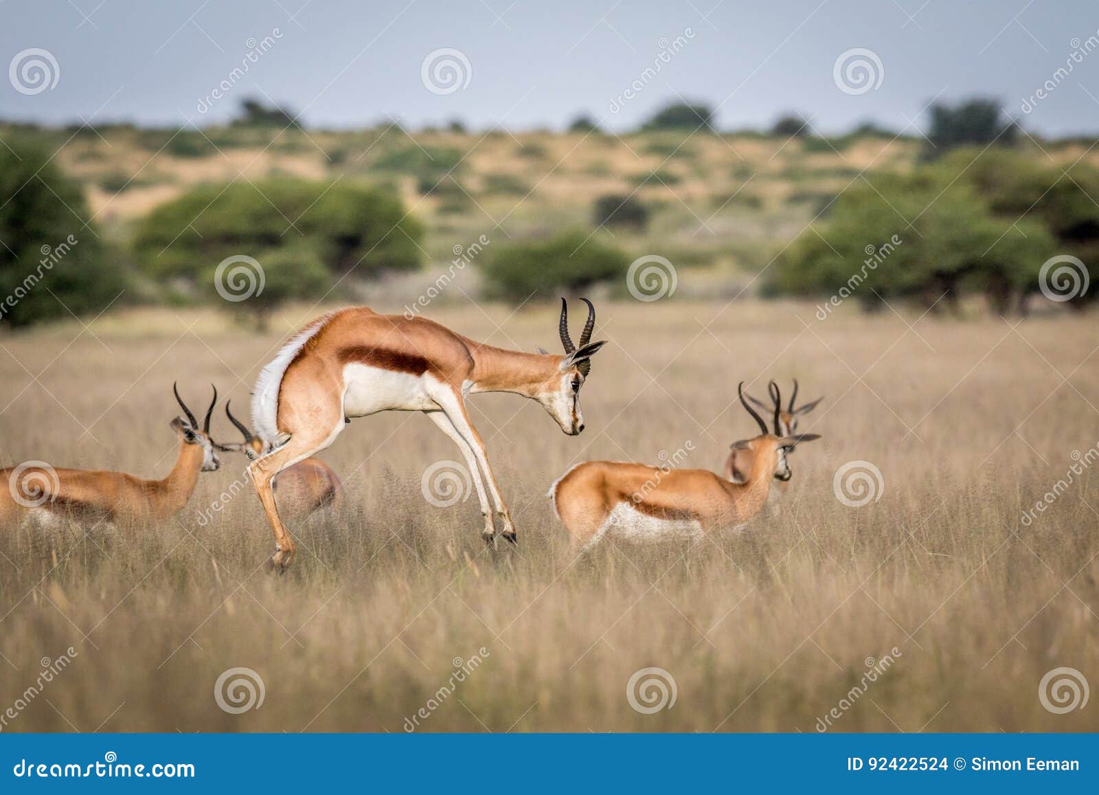 Springbok Pronking in the Central Kalahari. Stock Photo - Image of ...