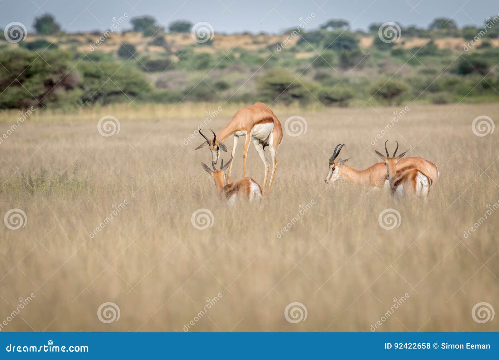 Springbok Pronking in the Central Kalahari. Stock Photo - Image of ...