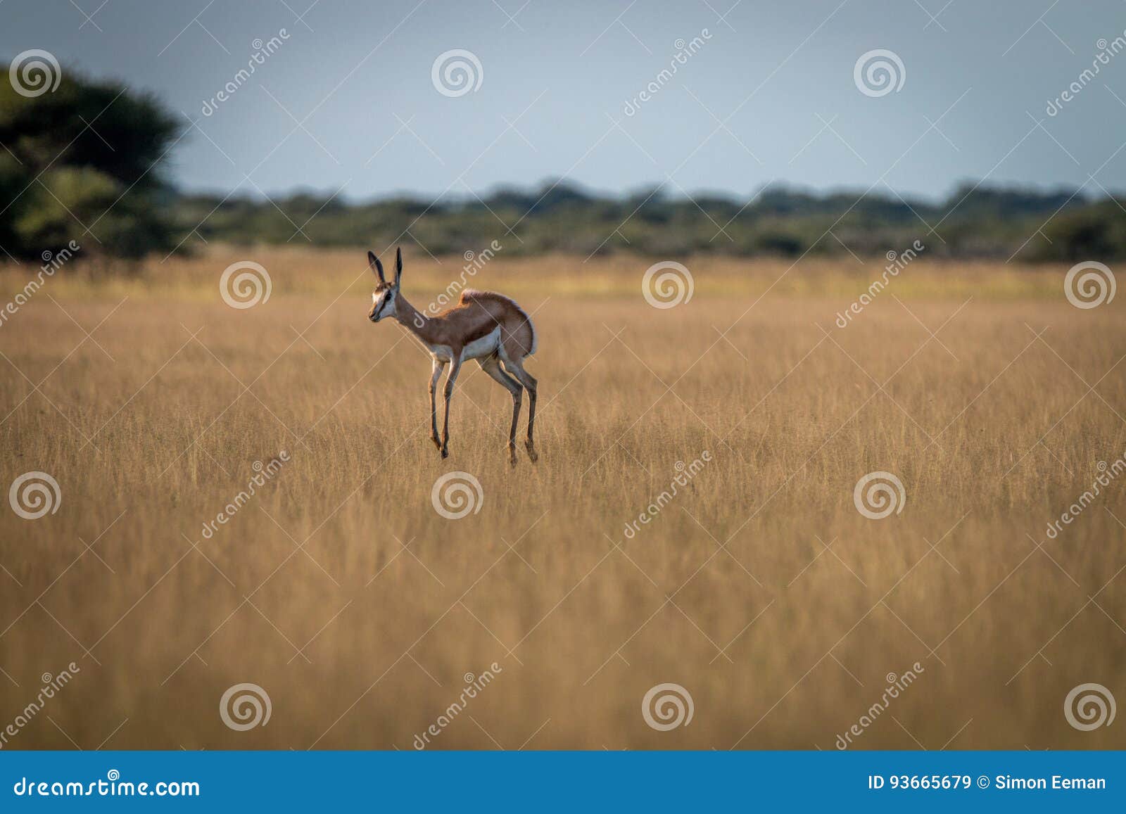 Springbok Pronking in the High Grass. Stock Image - Image of national ...