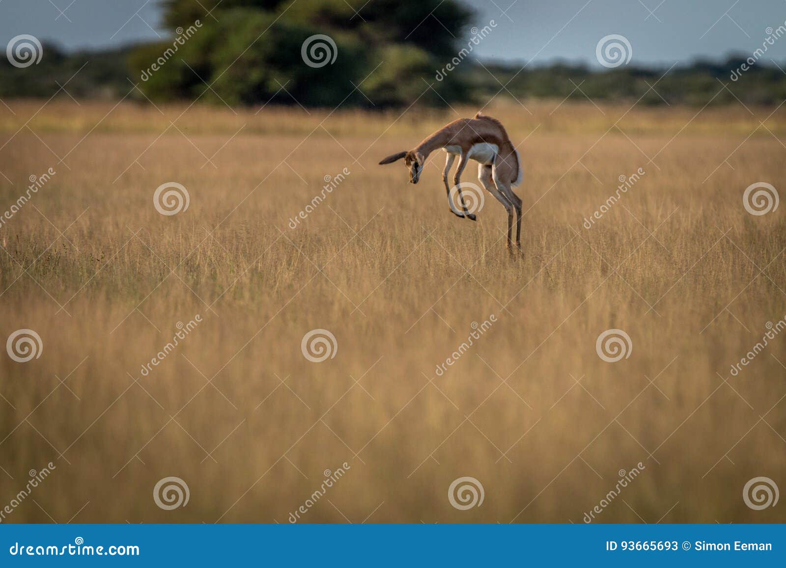 Springbok Pronking in the High Grass. Stock Image - Image of herbivore ...