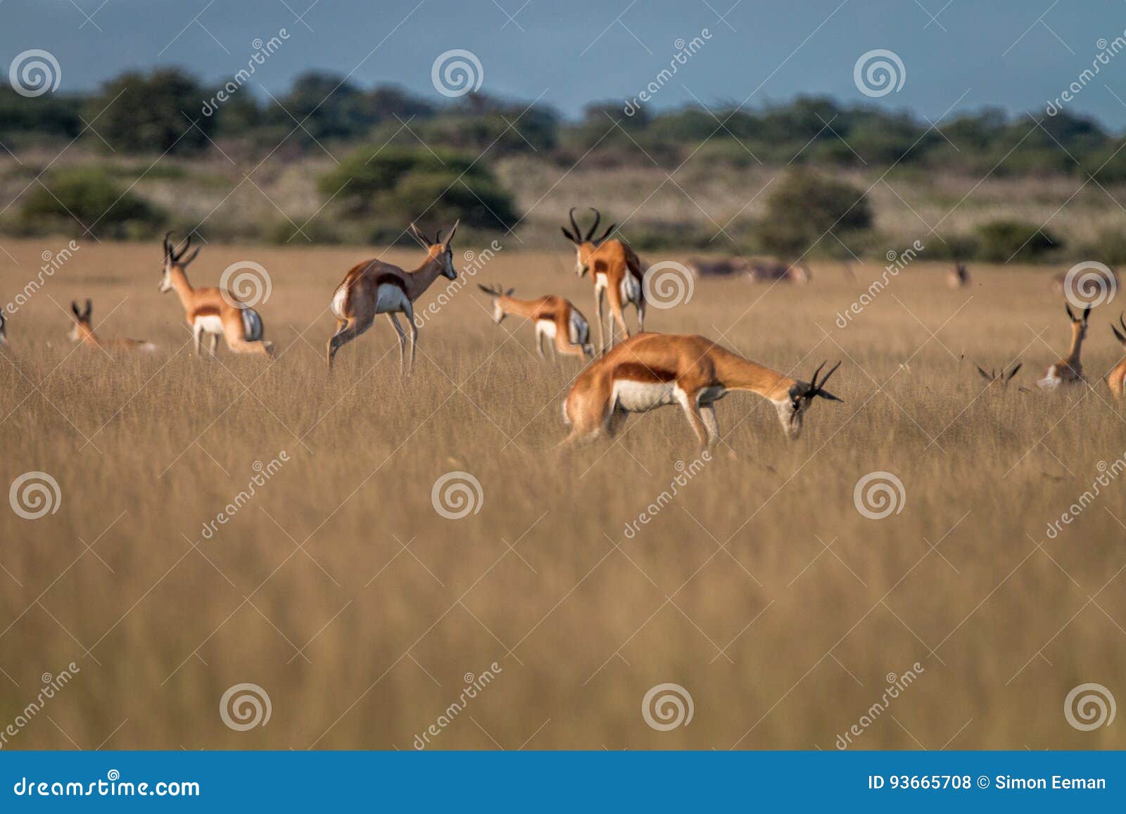 Springbok Pronking in the High Grass. Stock Photo - Image of animal ...