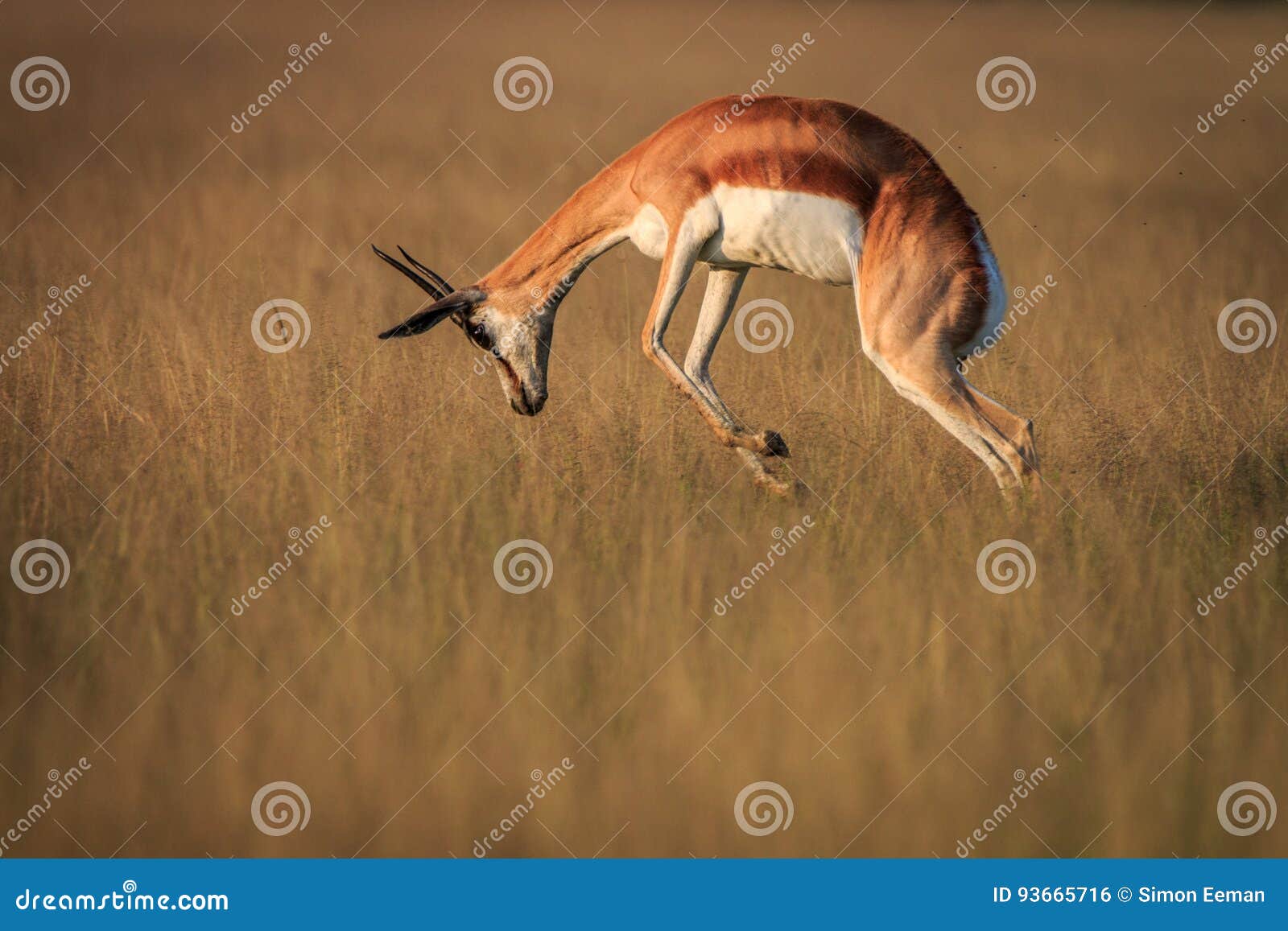 Springbok Pronking in the High Grass. Stock Photo - Image of nature ...
