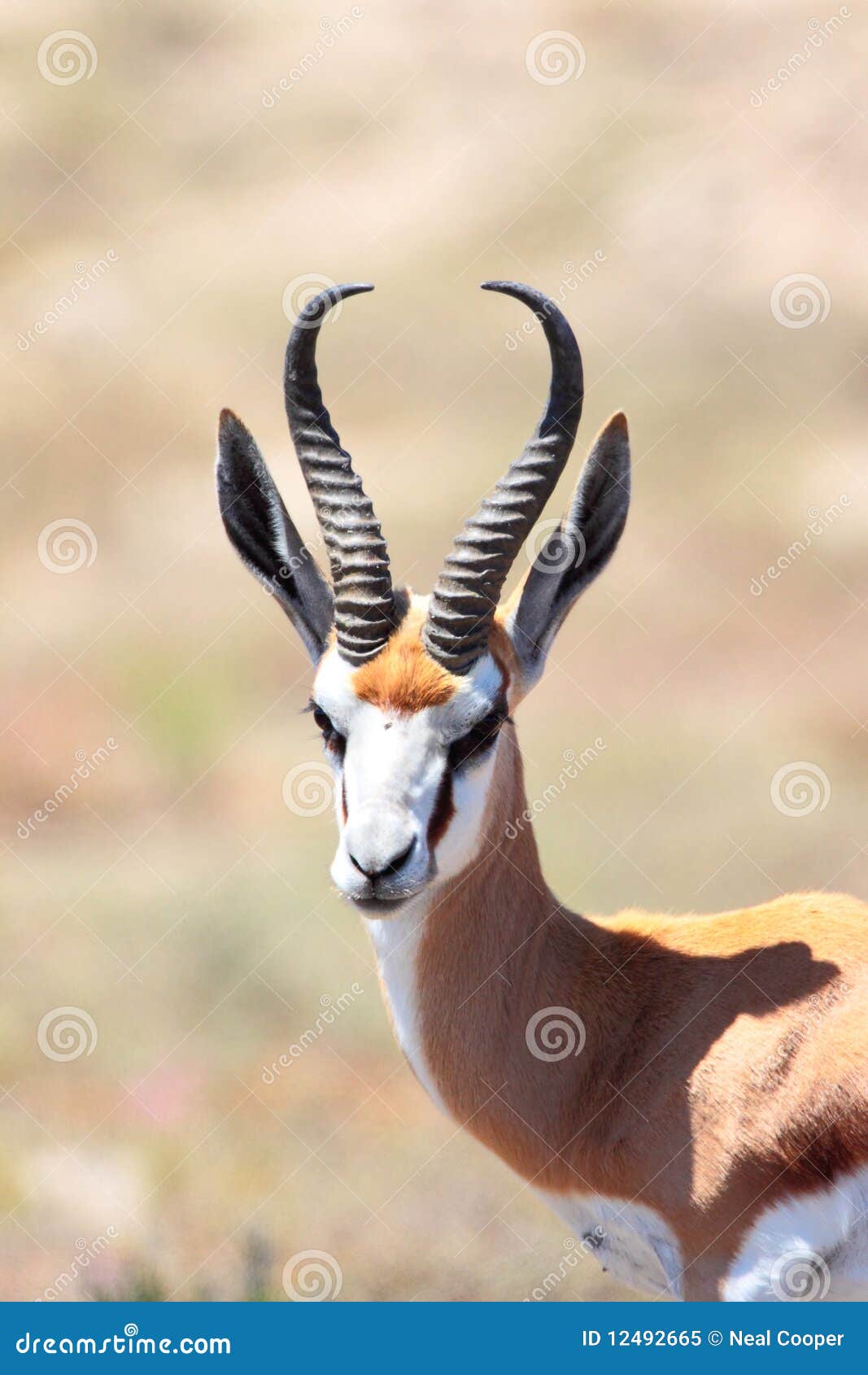 Springbok Ram stock image. Image of thompsons, marsupialis - 12492665
