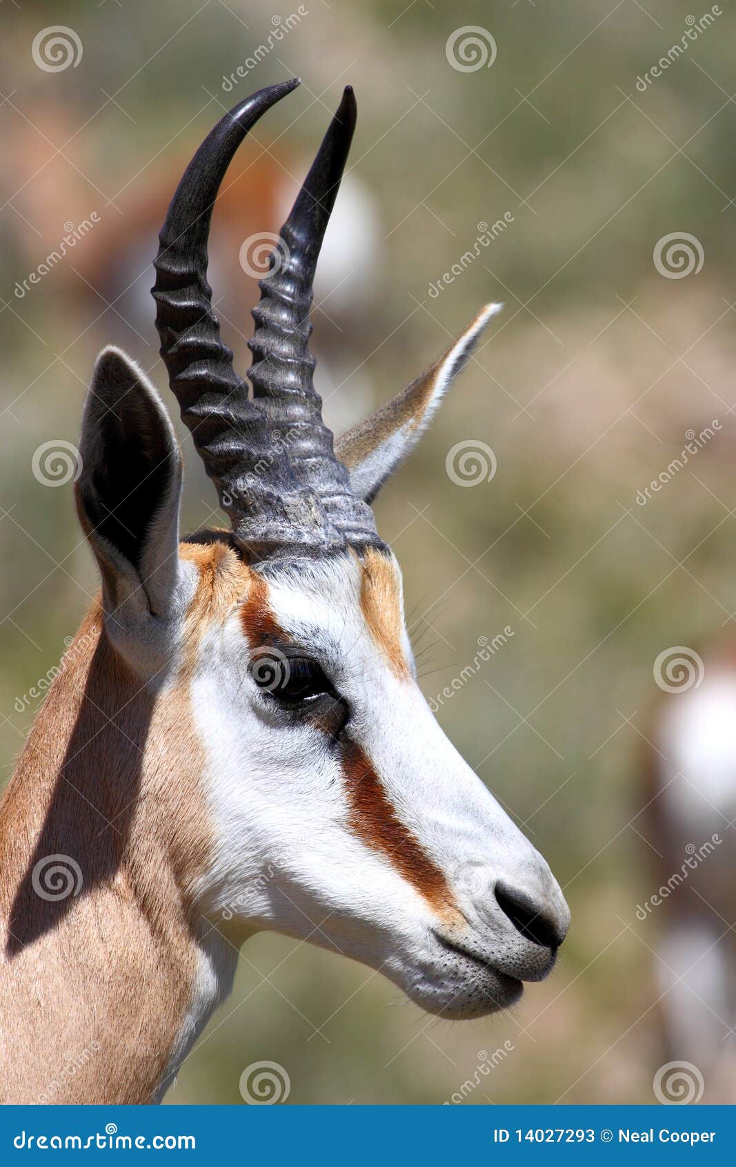 Springbok Ram stock image. Image of south, antelope, buck - 14027293