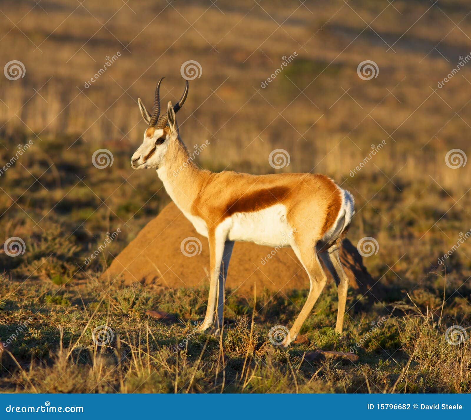 Springbok Ram stock photo. Image of safari, africa, eastern - 15796682
