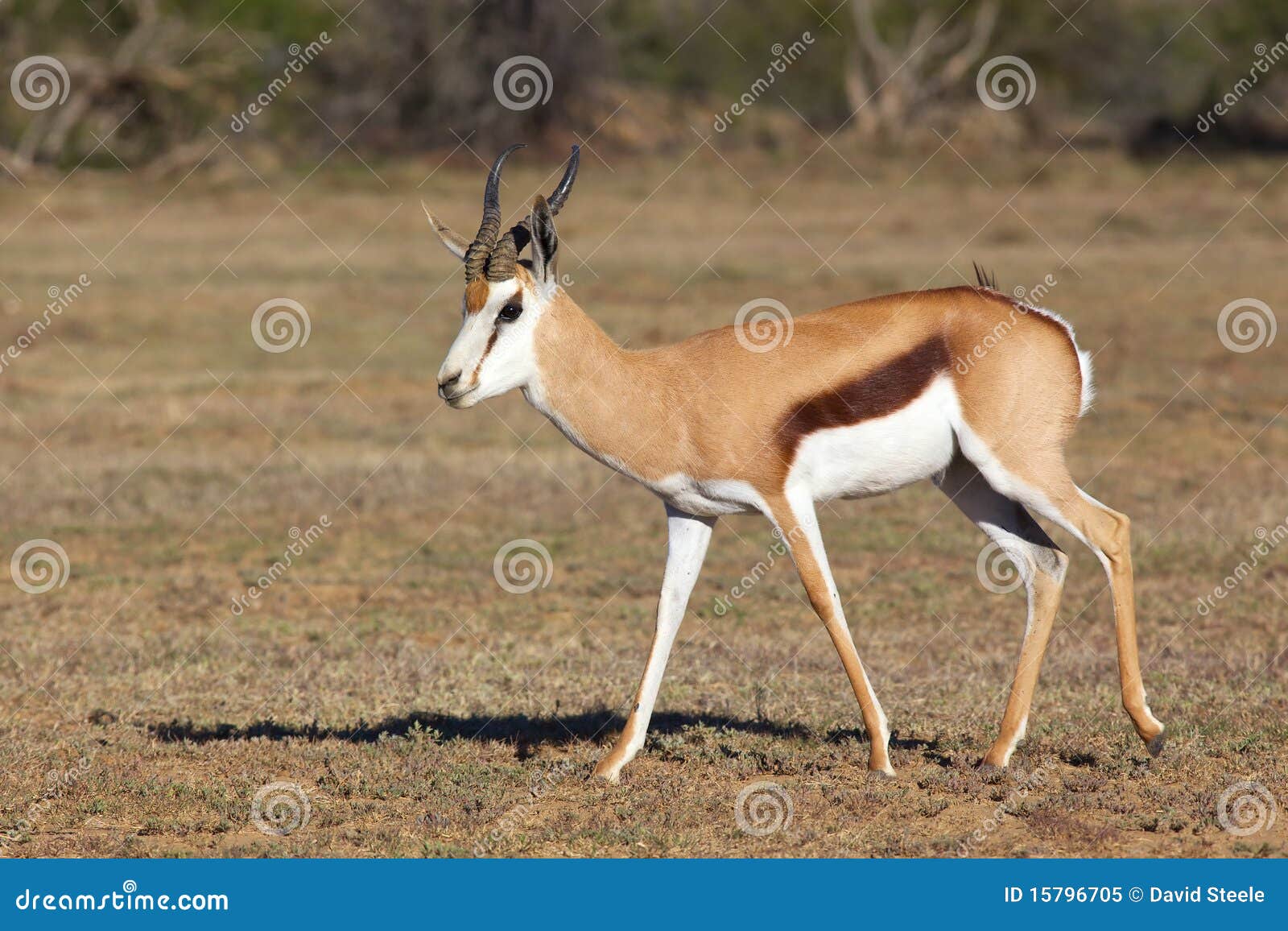Springbok Ram stock image. Image of herbivore, mountain - 15796705