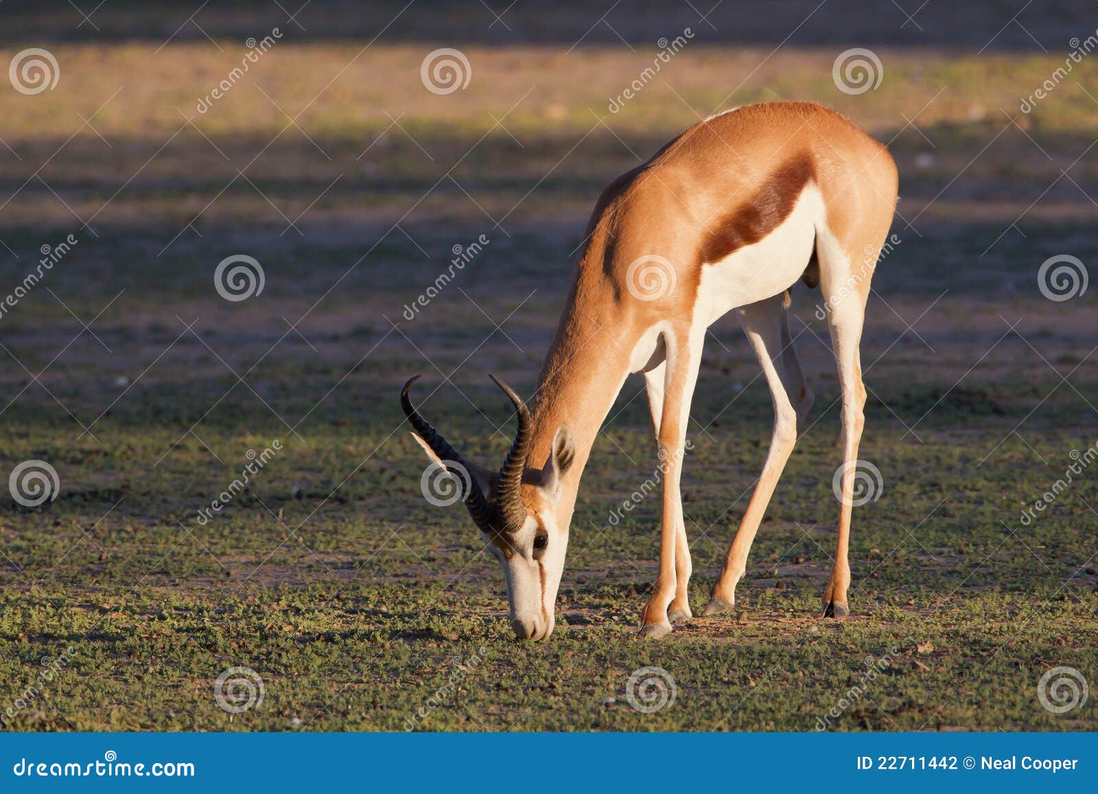 Springbok Ram stock photo. Image of gazelle, antidorcas - 22711442
