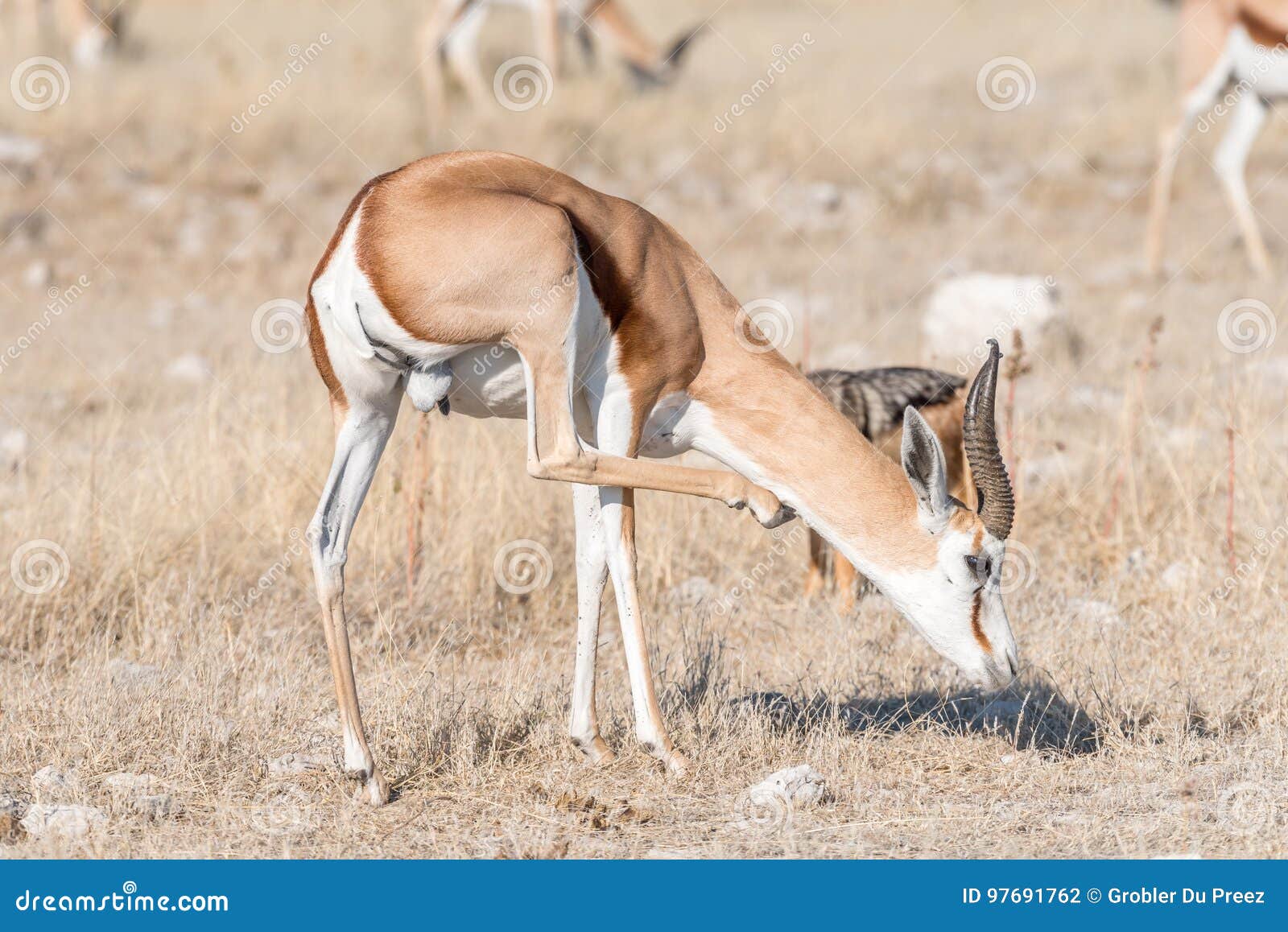 Springbok Scratching Its Head While A Pied Crow Looks On Stock Photo ...