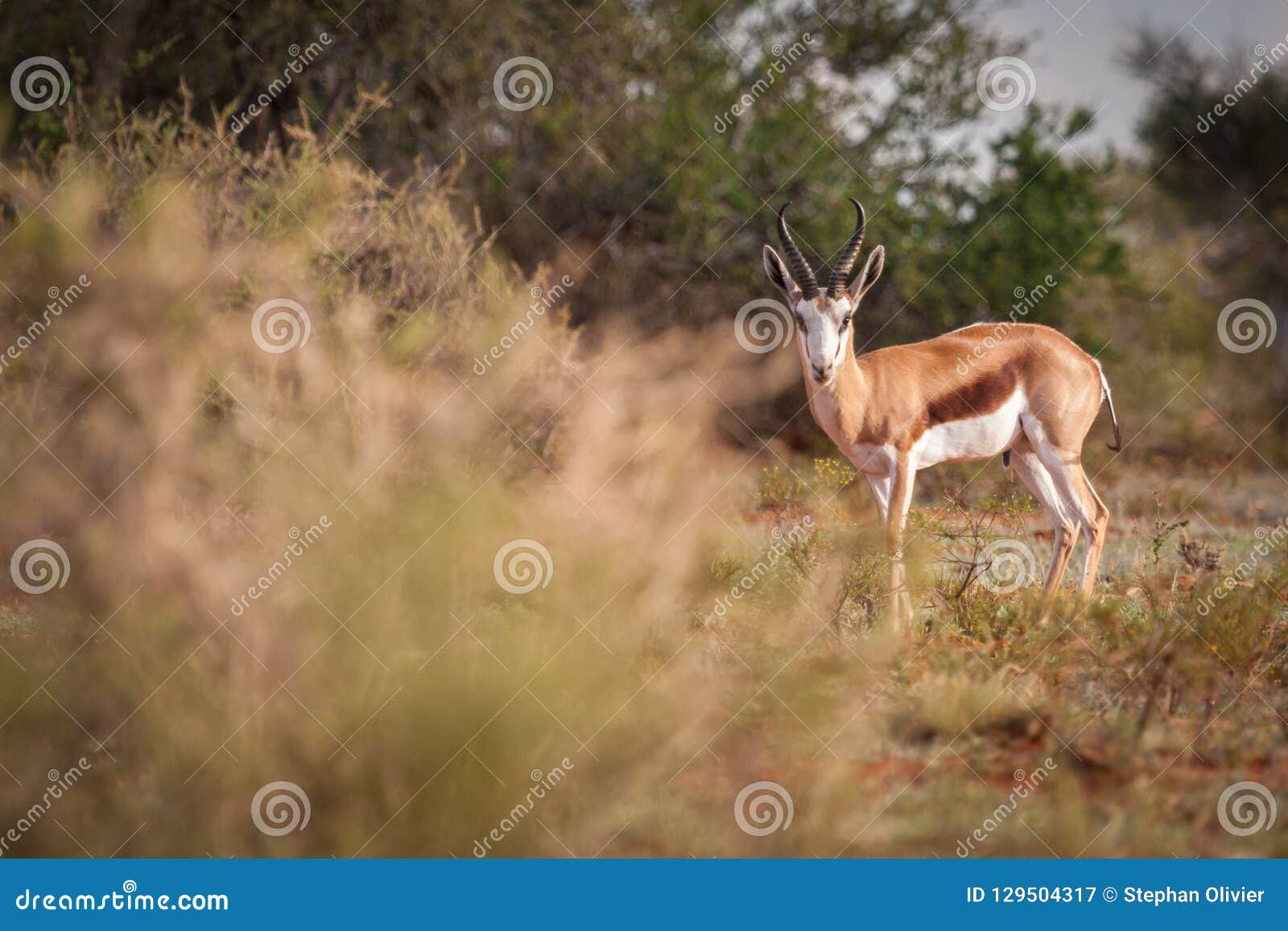 Springbok ram on farm. stock image. Image of antidorcas - 129504317