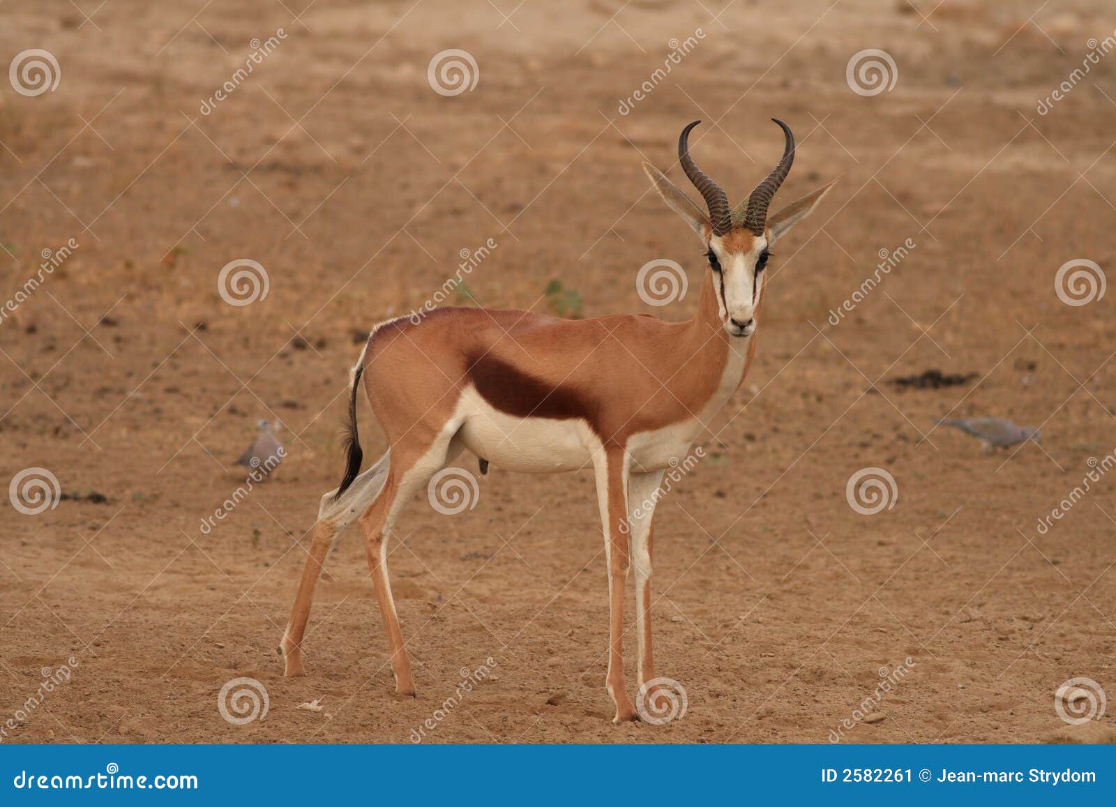 Springbok Ram Portrait stock image. Image of springbok - 2582261