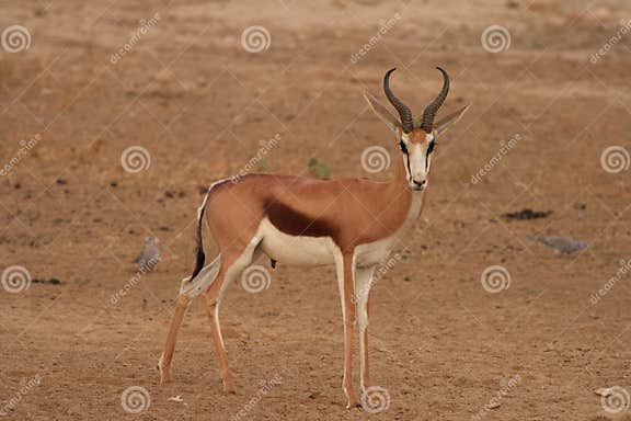 Springbok Ram Portrait stock image. Image of springbok - 2582261