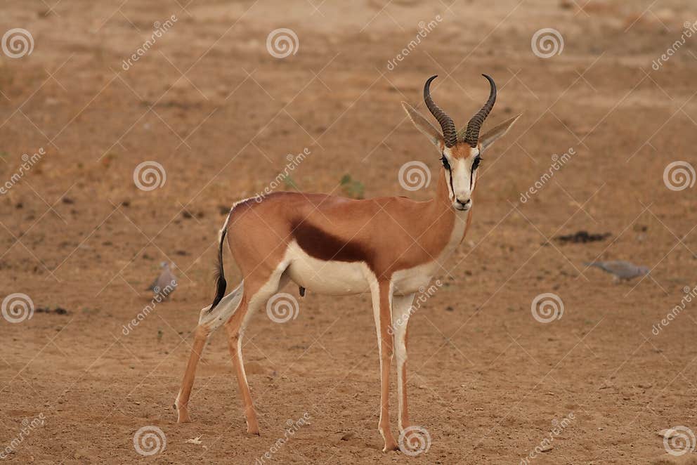 Springbok Ram Portrait stock image. Image of springbok - 2582261
