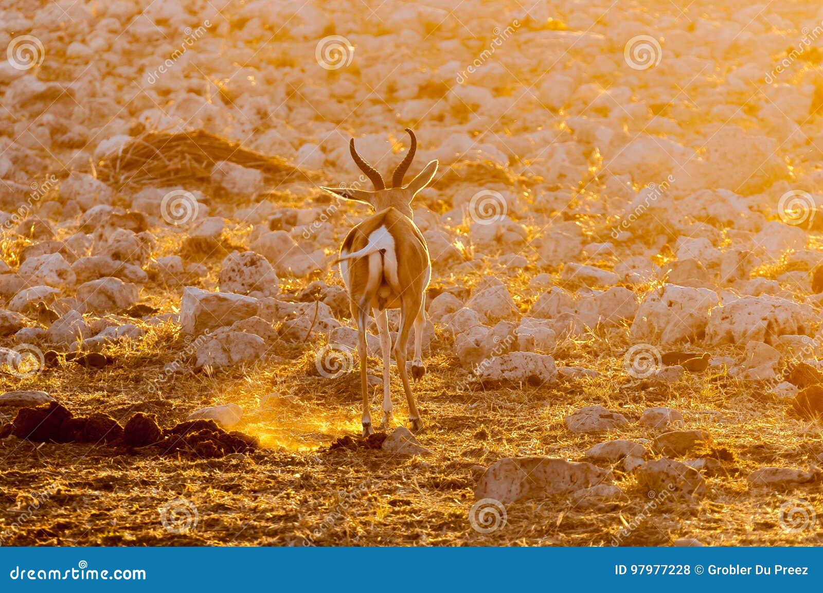 Springbok Ram Walking in Last Rays of the Setting Sun Stock Photo ...