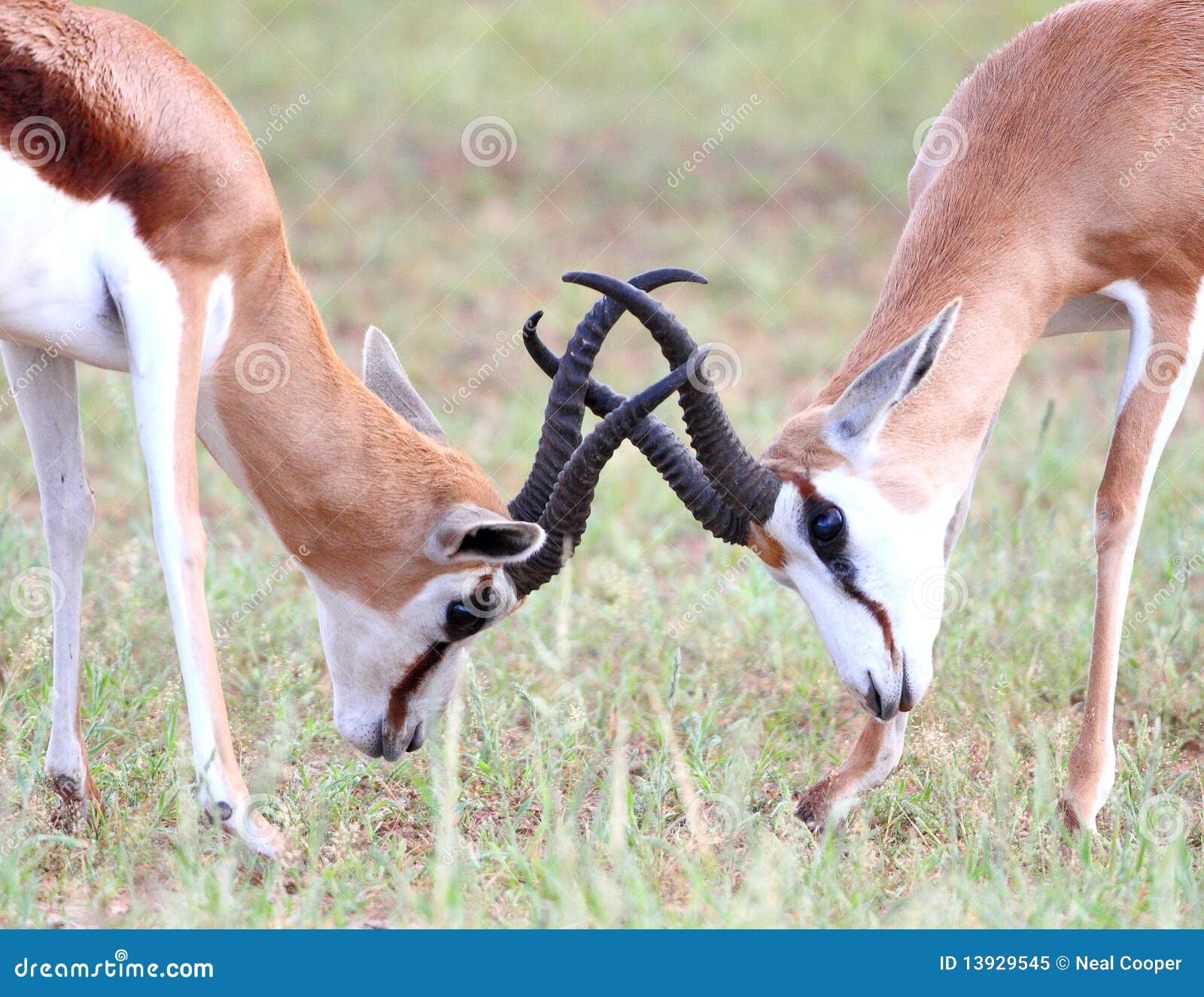 Springbok Rams stock image. Image of antidorcas, thompsons - 13929545