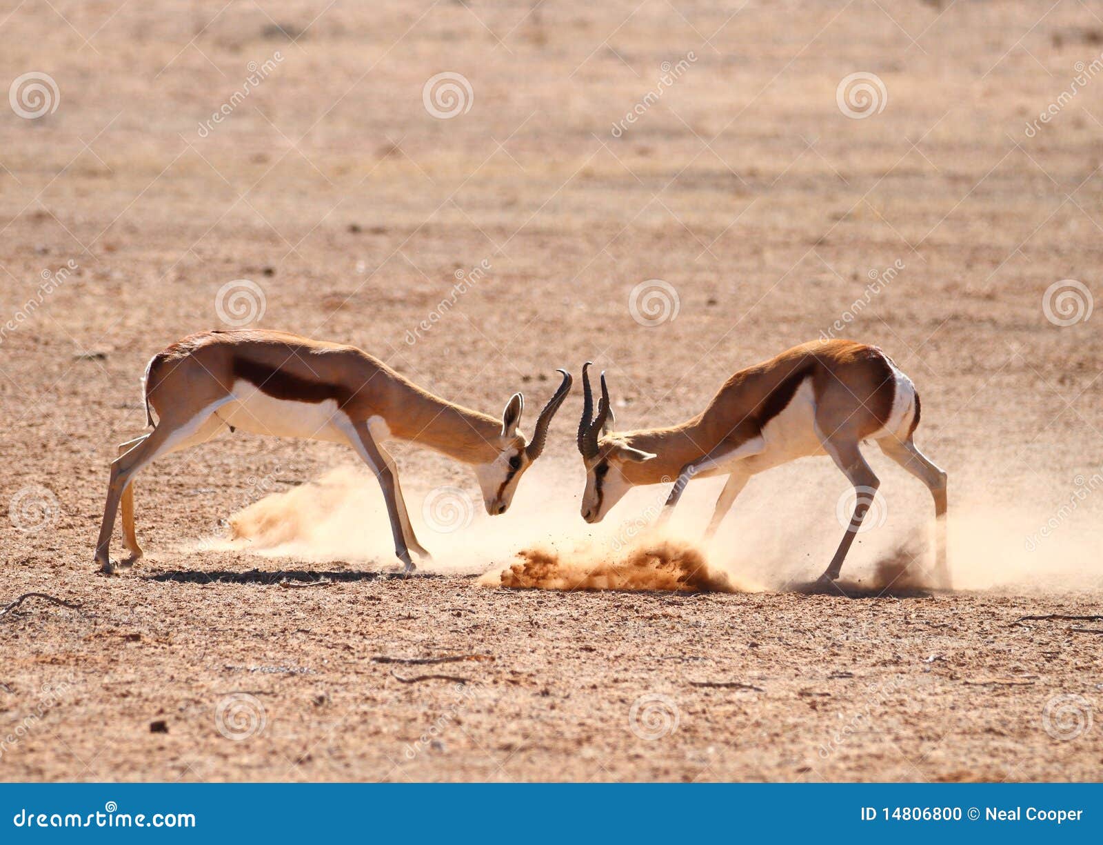 Springbok Rams Fighting stock photo. Image of dominance - 14806800