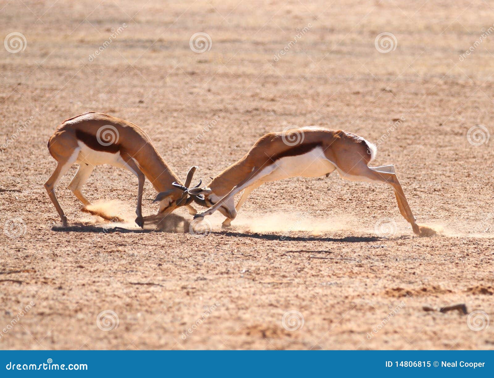 Springboks Fighting Photos - Free & Royalty-Free Stock Photos from ...