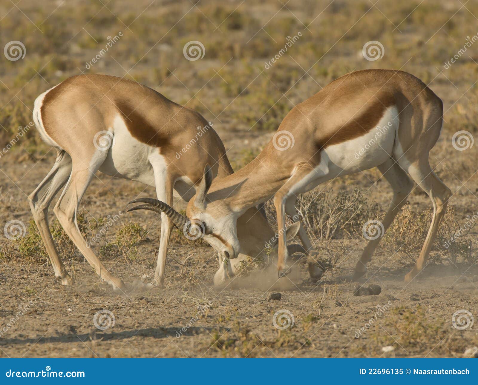 Springbok rams sparring stock image. Image of antidorcas - 22696135