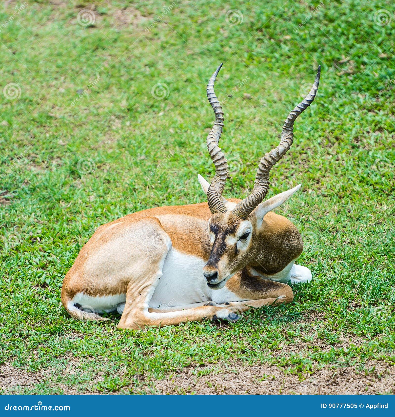 Springbok stock image. Image of namibia, desert, legs - 90777505