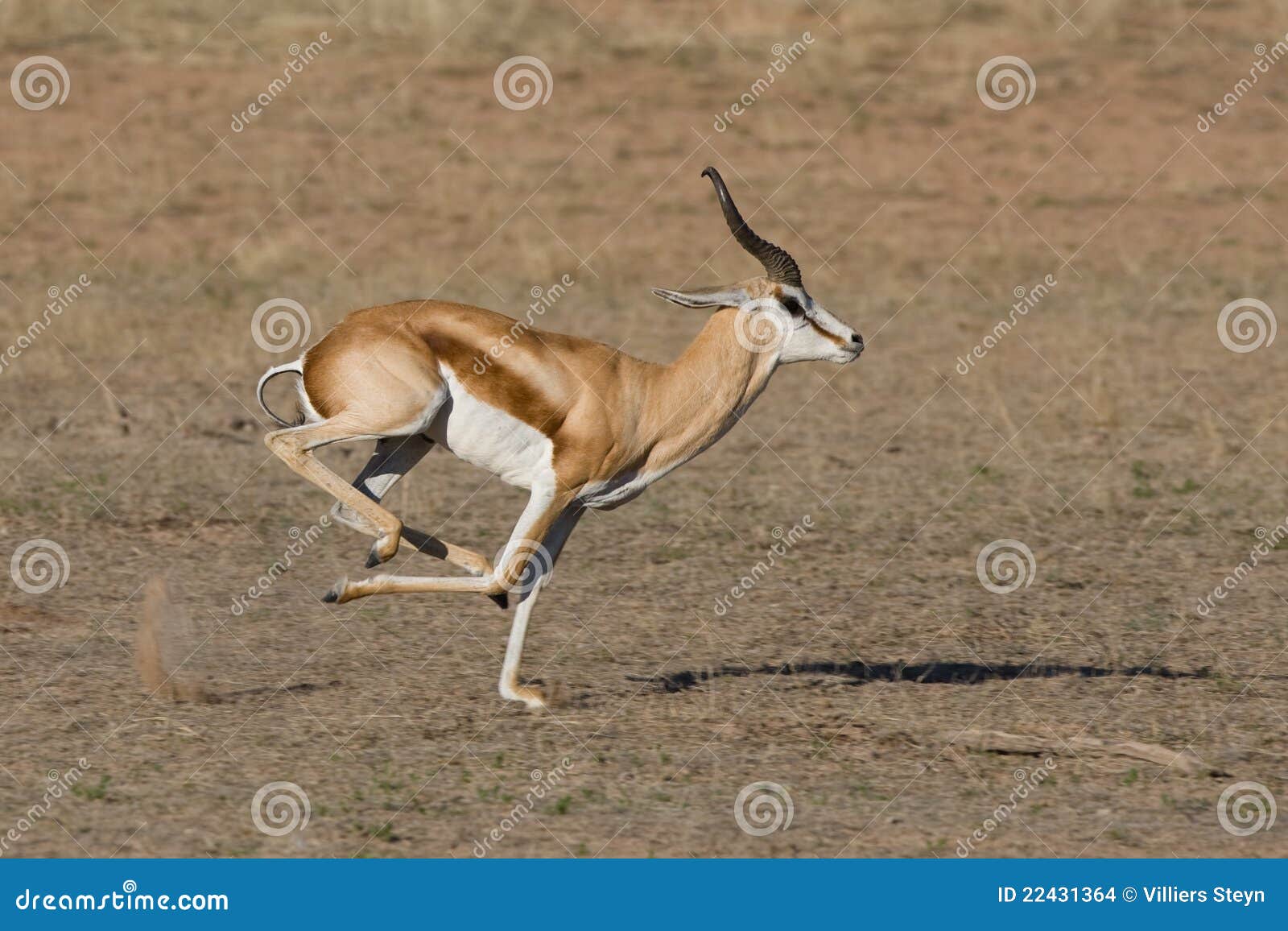 Springbok running stock photo. Image of muscle, dust - 22431364