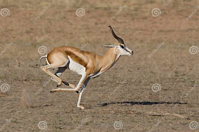 Springbok running stock photo. Image of muscle, dust - 22431364