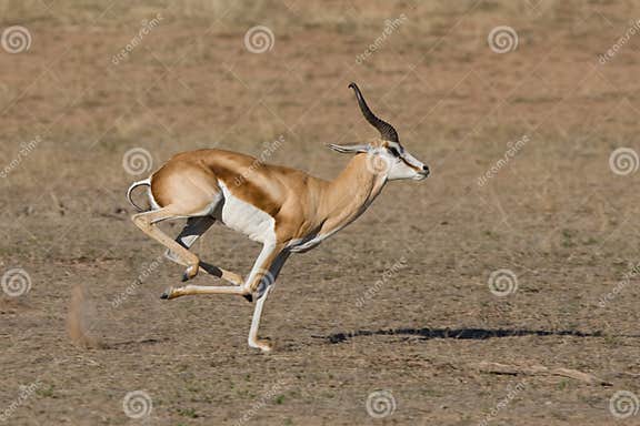 Springbok running stock photo. Image of muscle, dust - 22431364