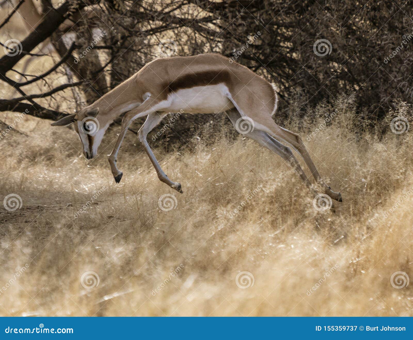 Springbok Runs through Short Dry Grass Stock Image - Image of springbok ...