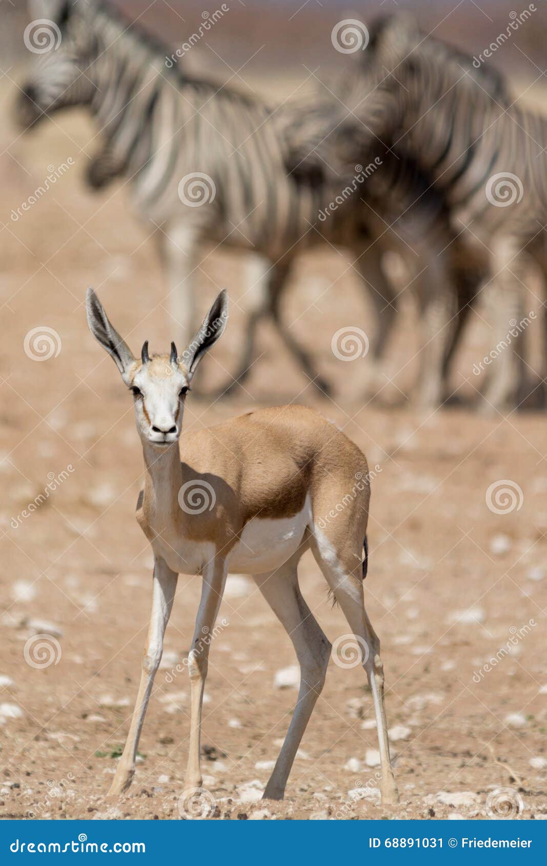 Springbok stock image. Image of africa, wilderness, desert - 68891031