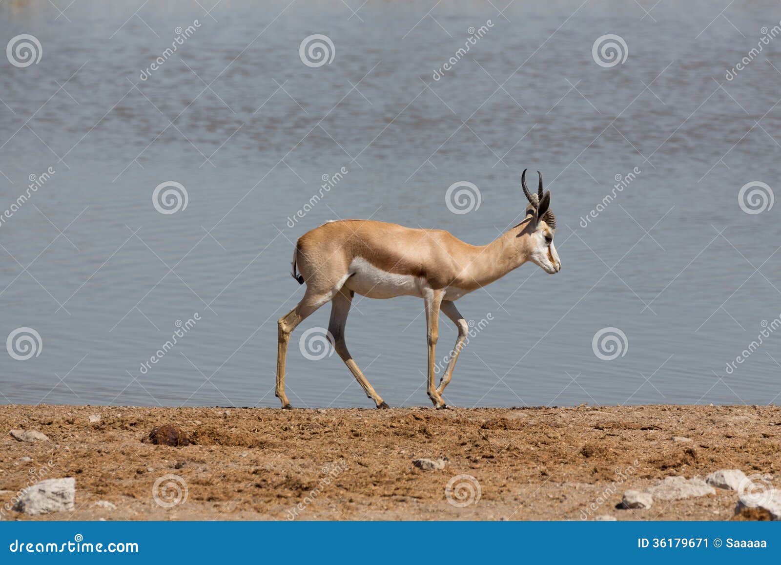 Springbok stock image. Image of safari, park, herbivore - 36179671