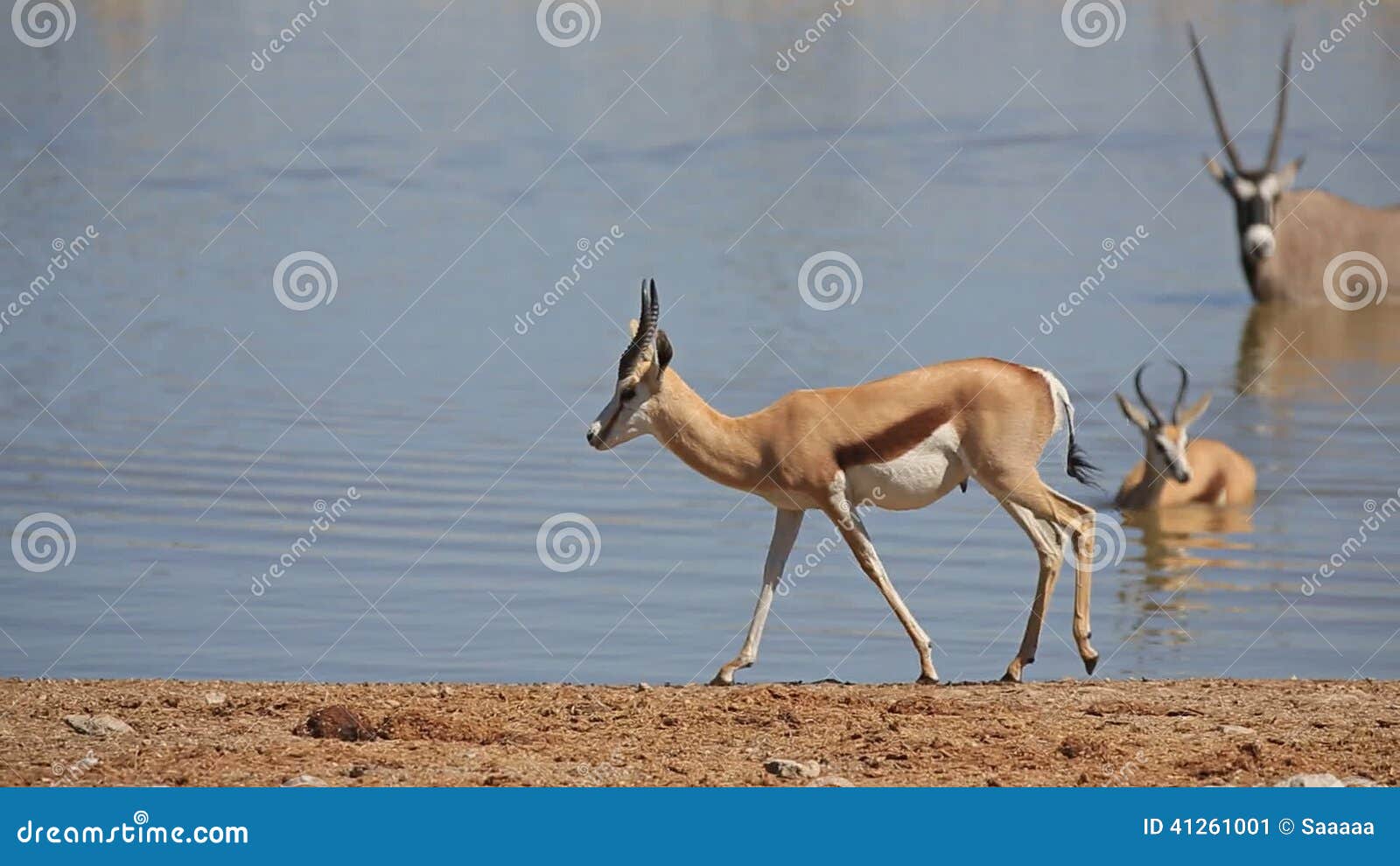 Springbok stock video. Video of marsupialis, conservation - 41261001