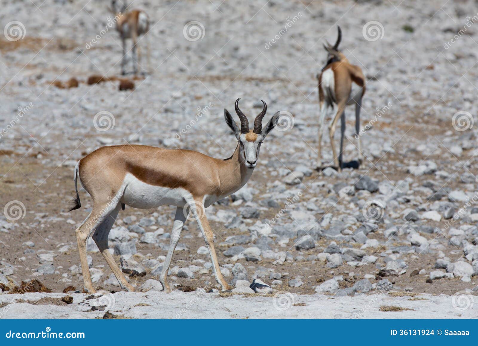 Springbok stock photo. Image of animal, sand, land, mature - 36131924