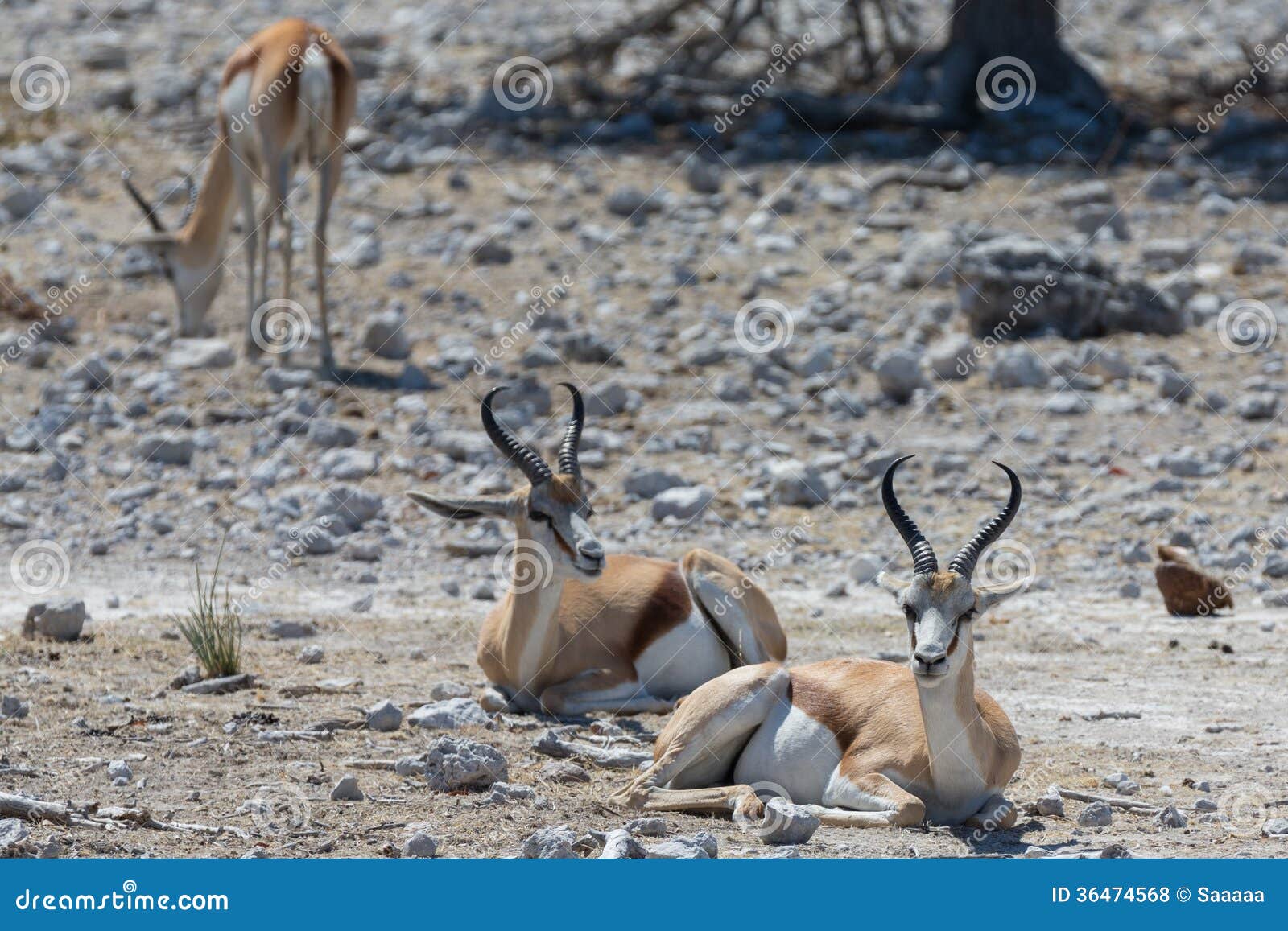 Springbok stock photo. Image of animals, outdoor, safari - 36474568