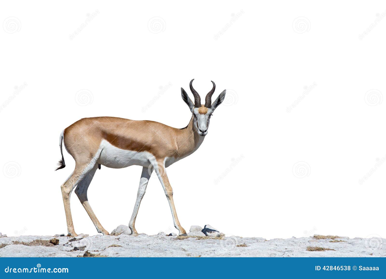 Springbok stock photo. Image of natural, gazelle, outdoor - 42846538