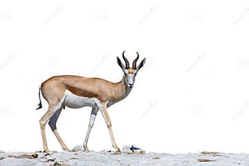 Springbok stock photo. Image of natural, gazelle, outdoor - 42846538