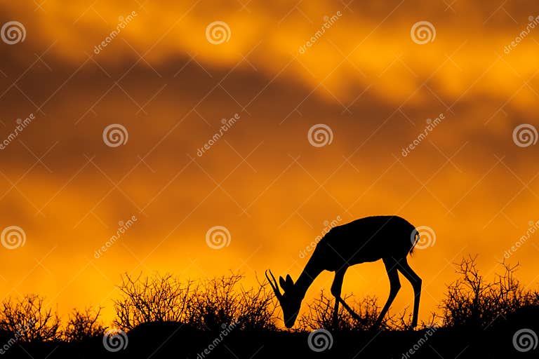 Springbok Silhouette, Kalahari Stock Image - Image of watchful, scenic ...