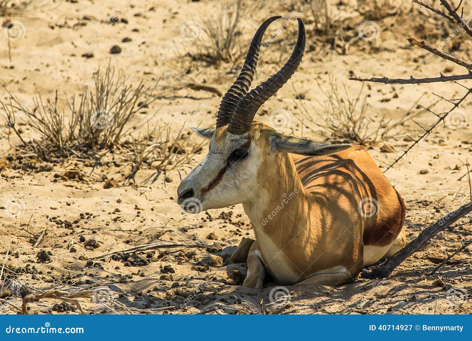 Springbok stock image. Image of savannah, etosha, park - 40714927