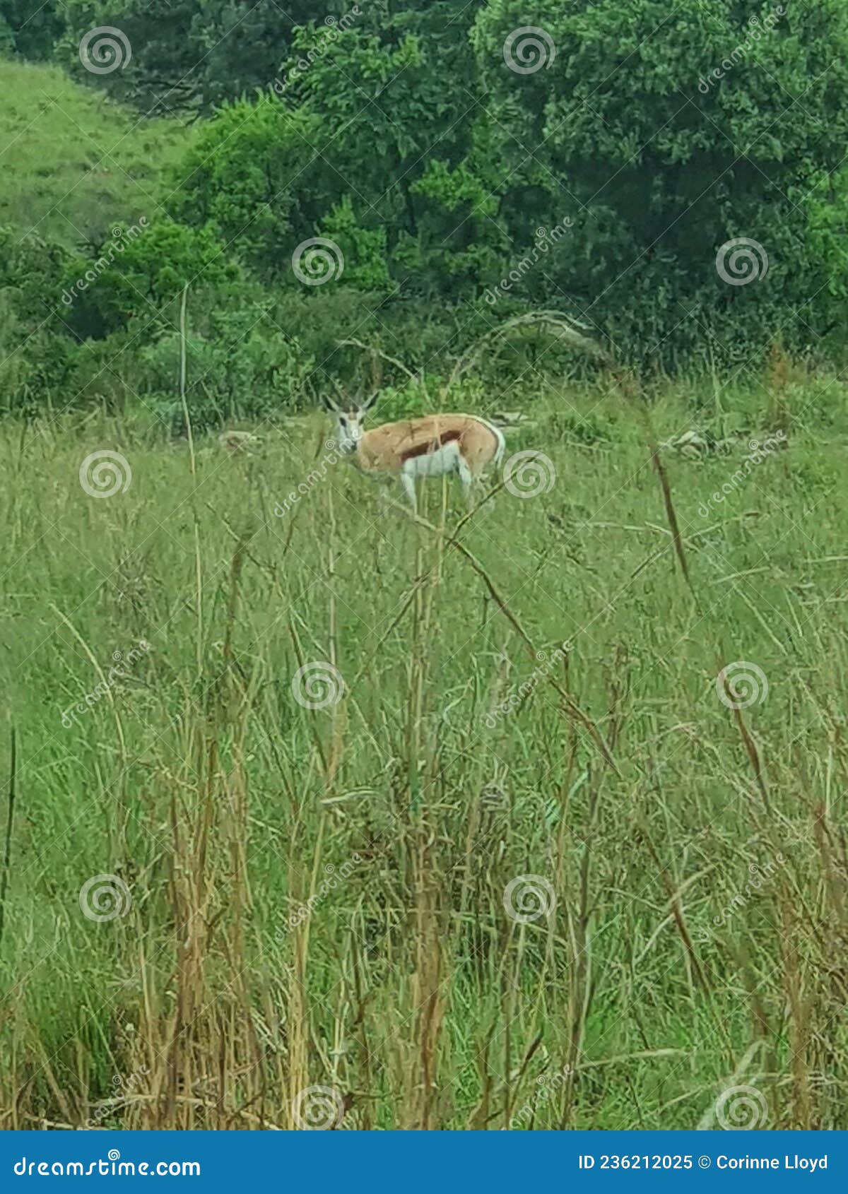 Springbok in South Africa stock image. Image of green - 236212025