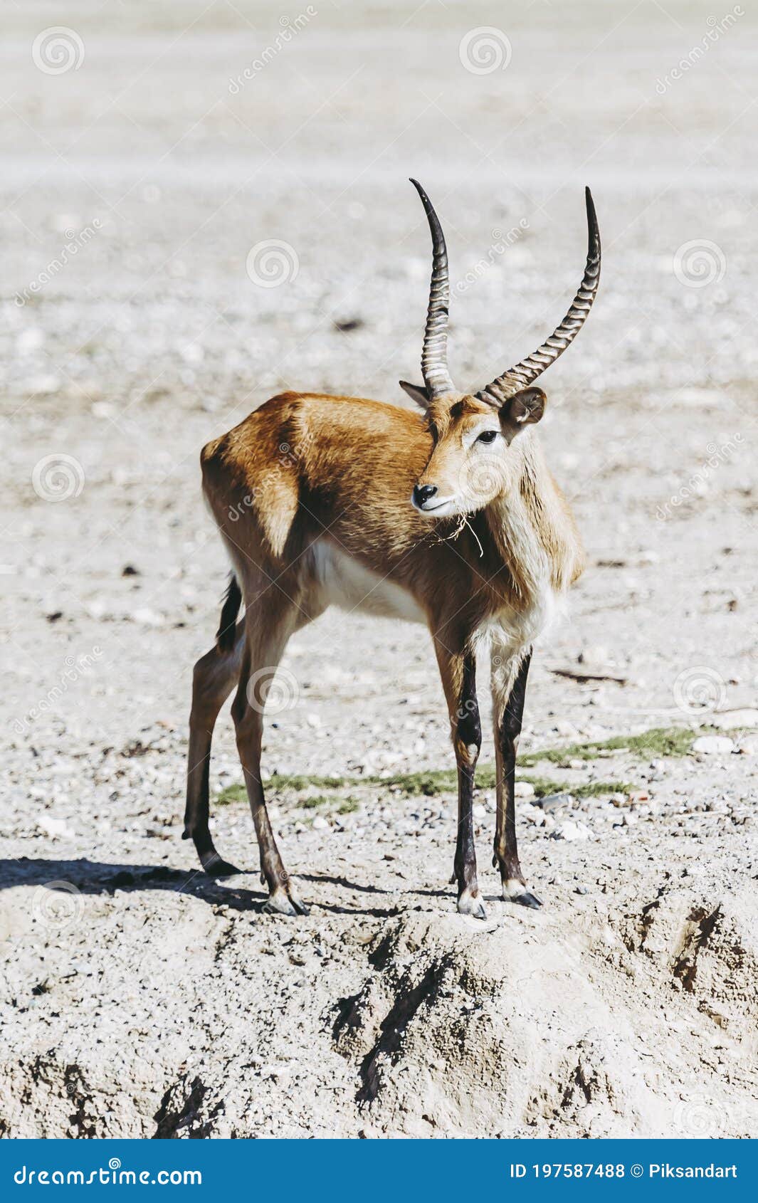 Springbok or Spring Antelope Stock Photo - Image of herbivore, drinkin ...