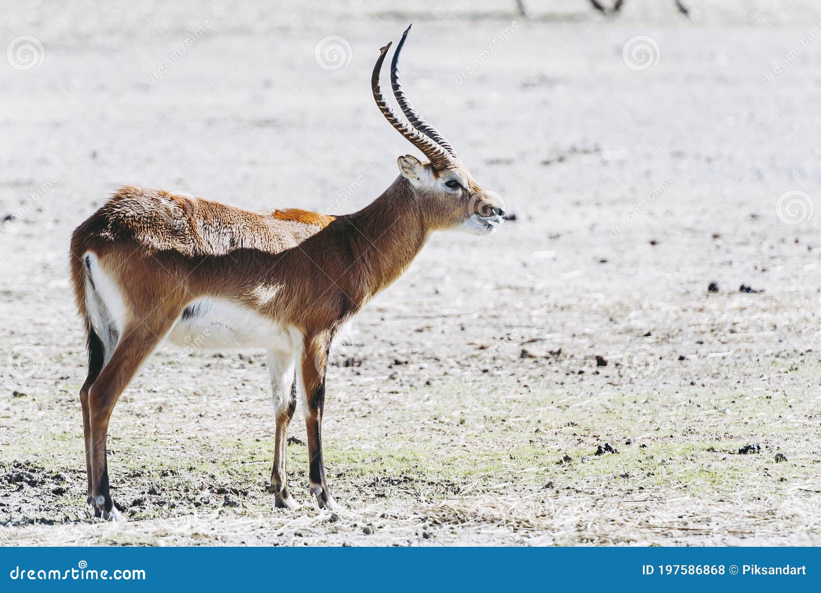 Springbok or Spring Antelope Stock Photo - Image of jumping, impala ...