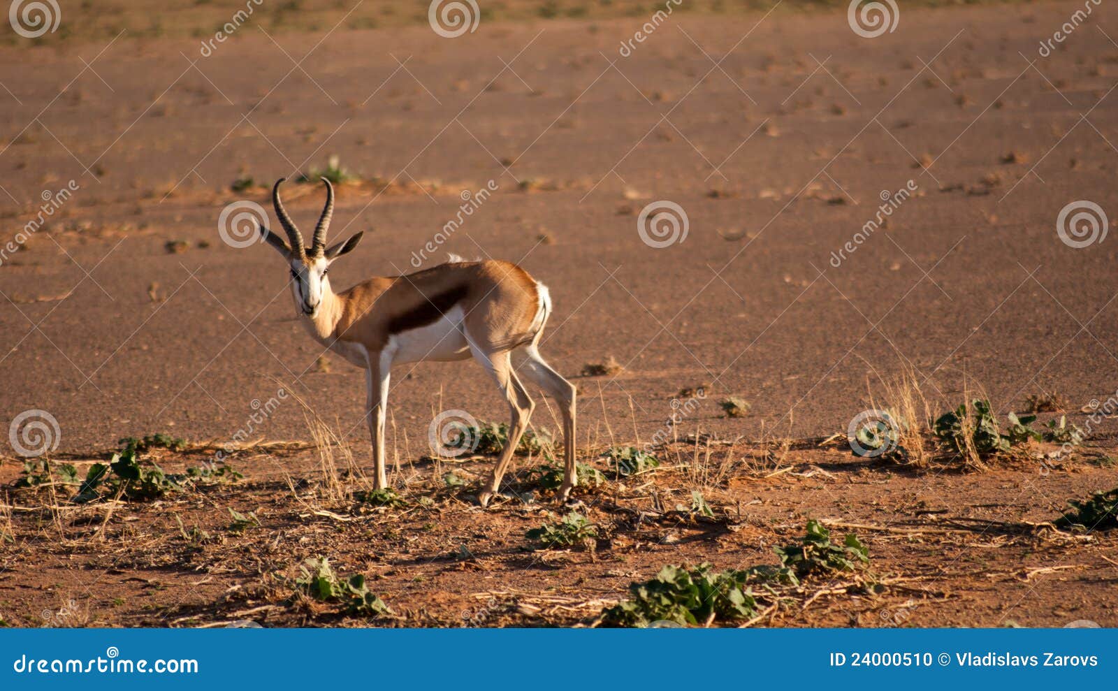 Springbok (springbuck), Looking at Camera Stock Photo - Image of vlad ...
