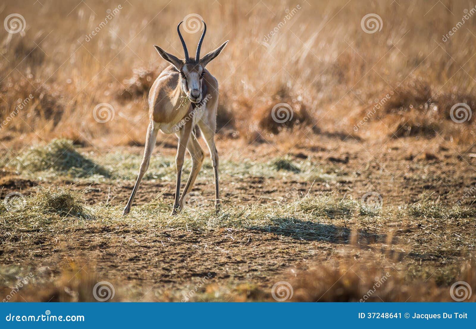 The Springbok stock image. Image of springbuck, mane - 37248641