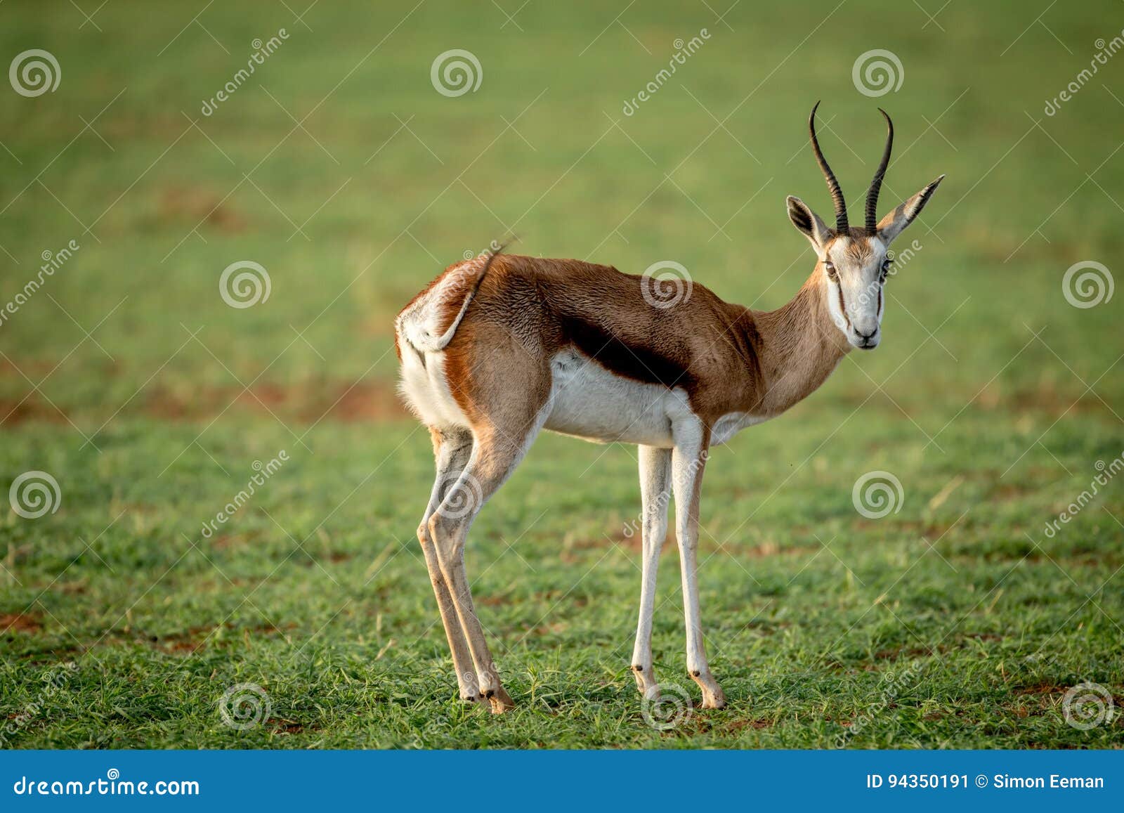 Springbok Standing in the Grass. Stock Image - Image of bushveld ...