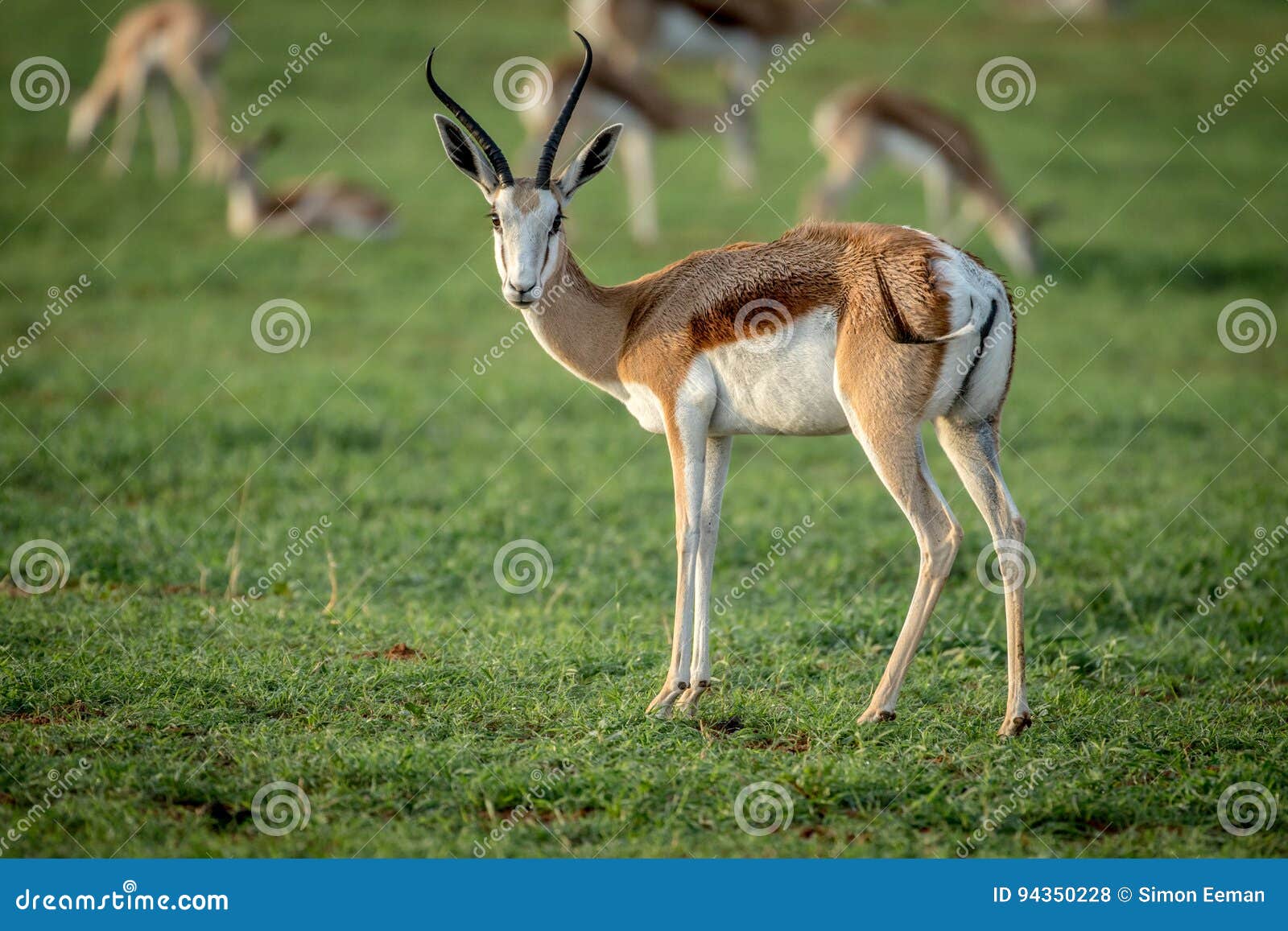 Springbok Standing in the Grass. Stock Photo - Image of marsupialis ...