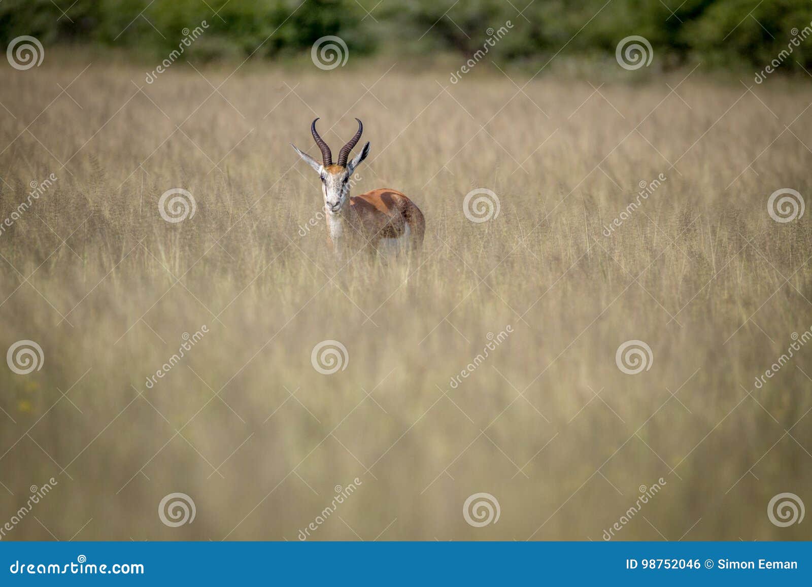 Springbok Standing in the High Grass. Stock Photo - Image of ...